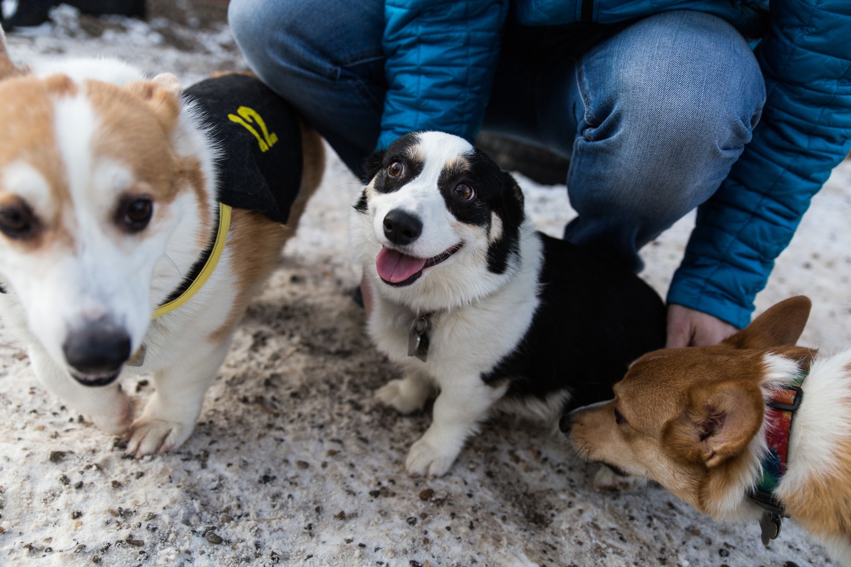 Corgi Puppy Stampede